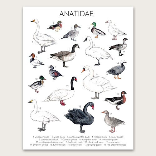 Shark Teeth Poster/art Print - Etsy