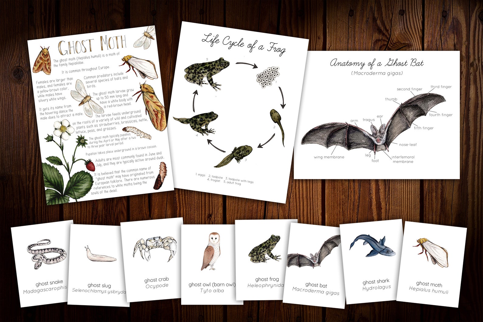 Ghost Animals Unit Study - Etsy
