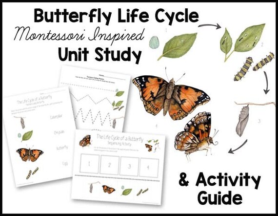 Painted Lady Butterfly Life Cycle Worksheet
