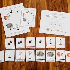 Apple Unit Study Bundle - Etsy