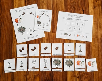 Apple Life Cycle | Etsy