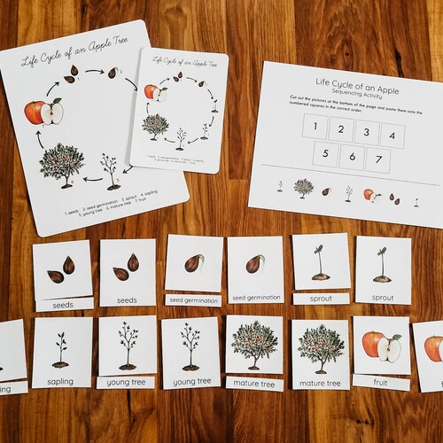 Fall Leaves Counting Cards Clip Cards Montessori | Etsy