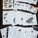 Amphibians Unit Study Physical Bundle - Etsy