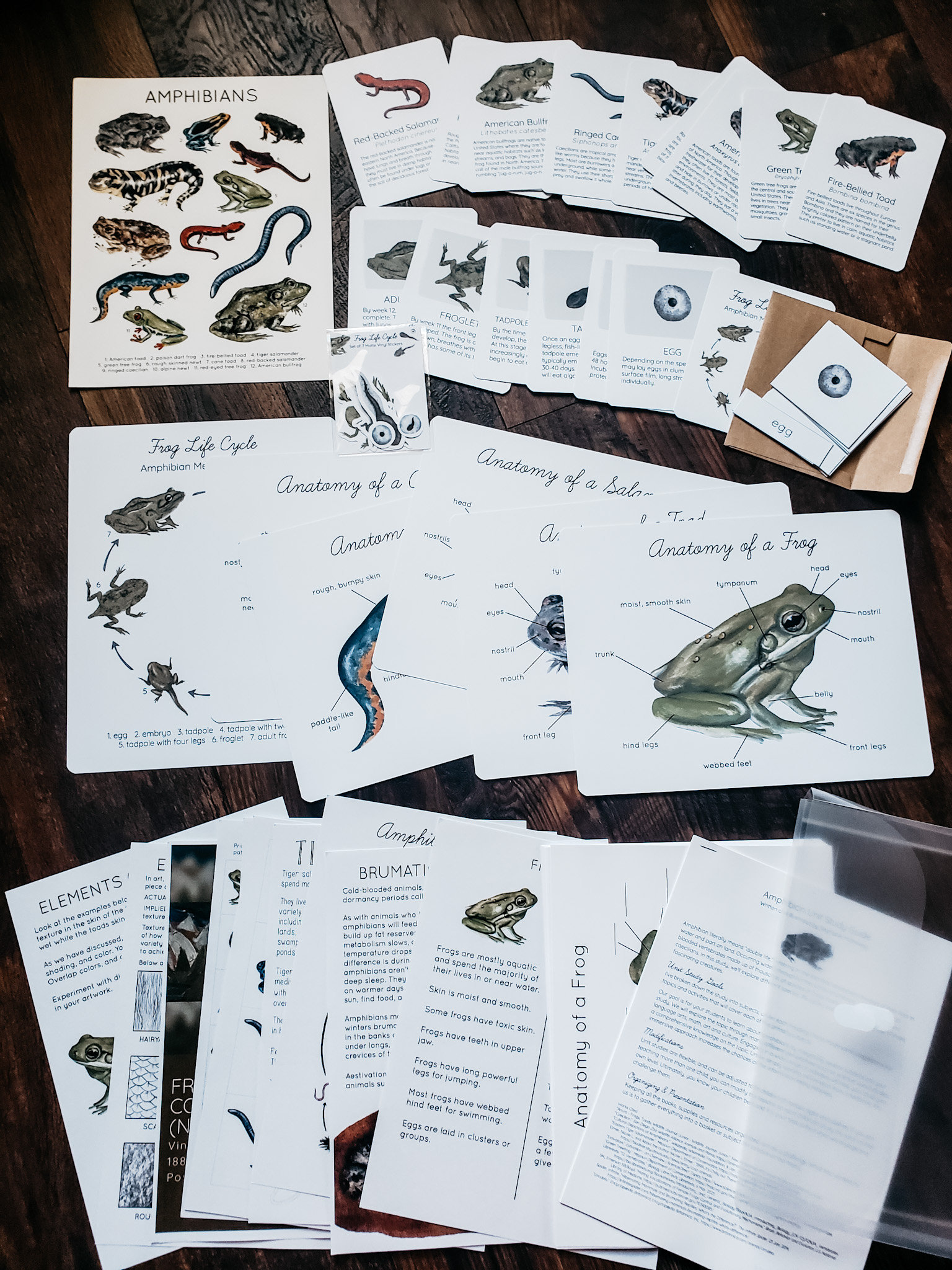 Amphibians Unit Study Physical Bundle - Etsy