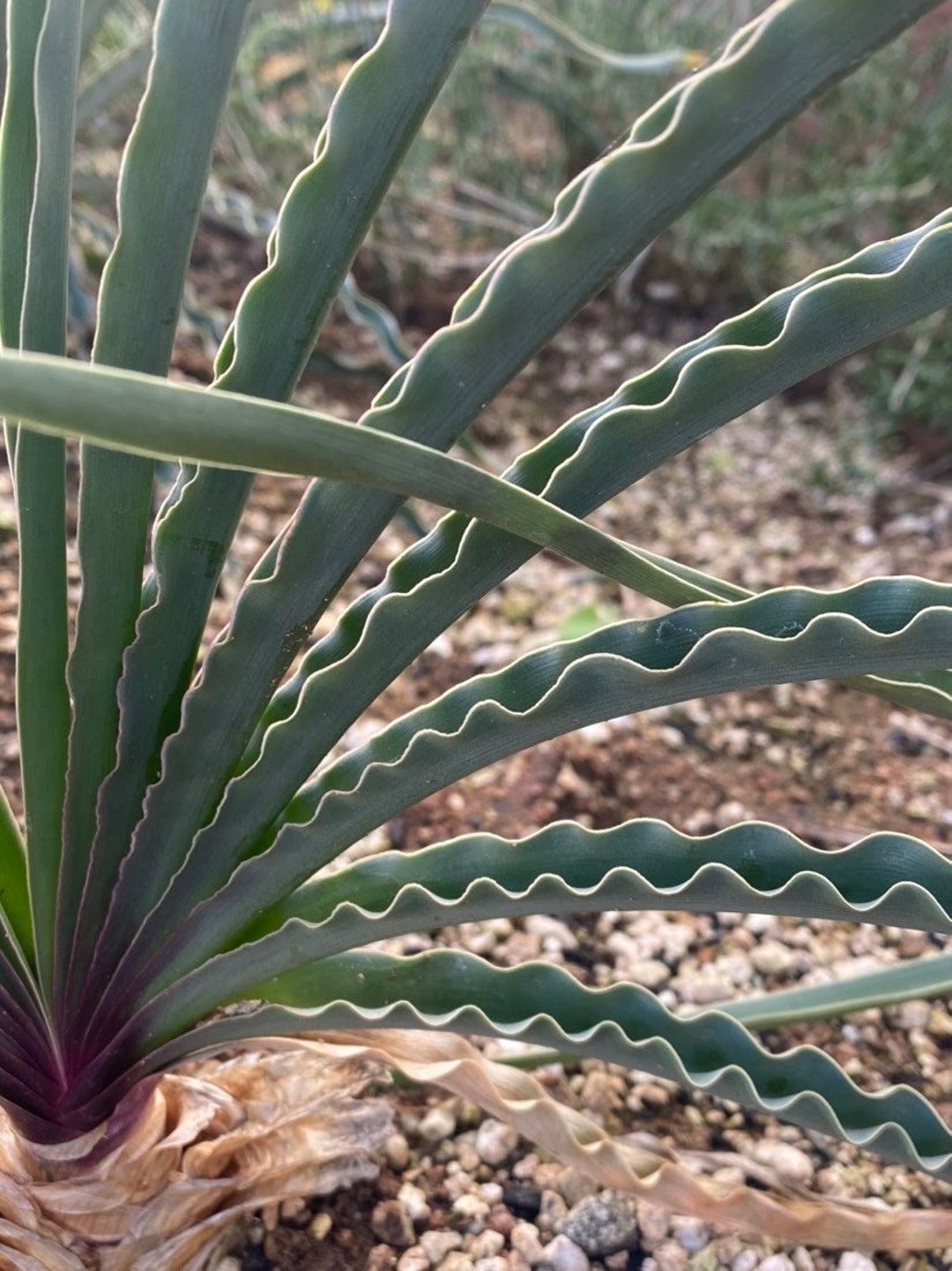 Boophone Disticha-rare African Bulb-“century Plant”--selected, Wavy ...