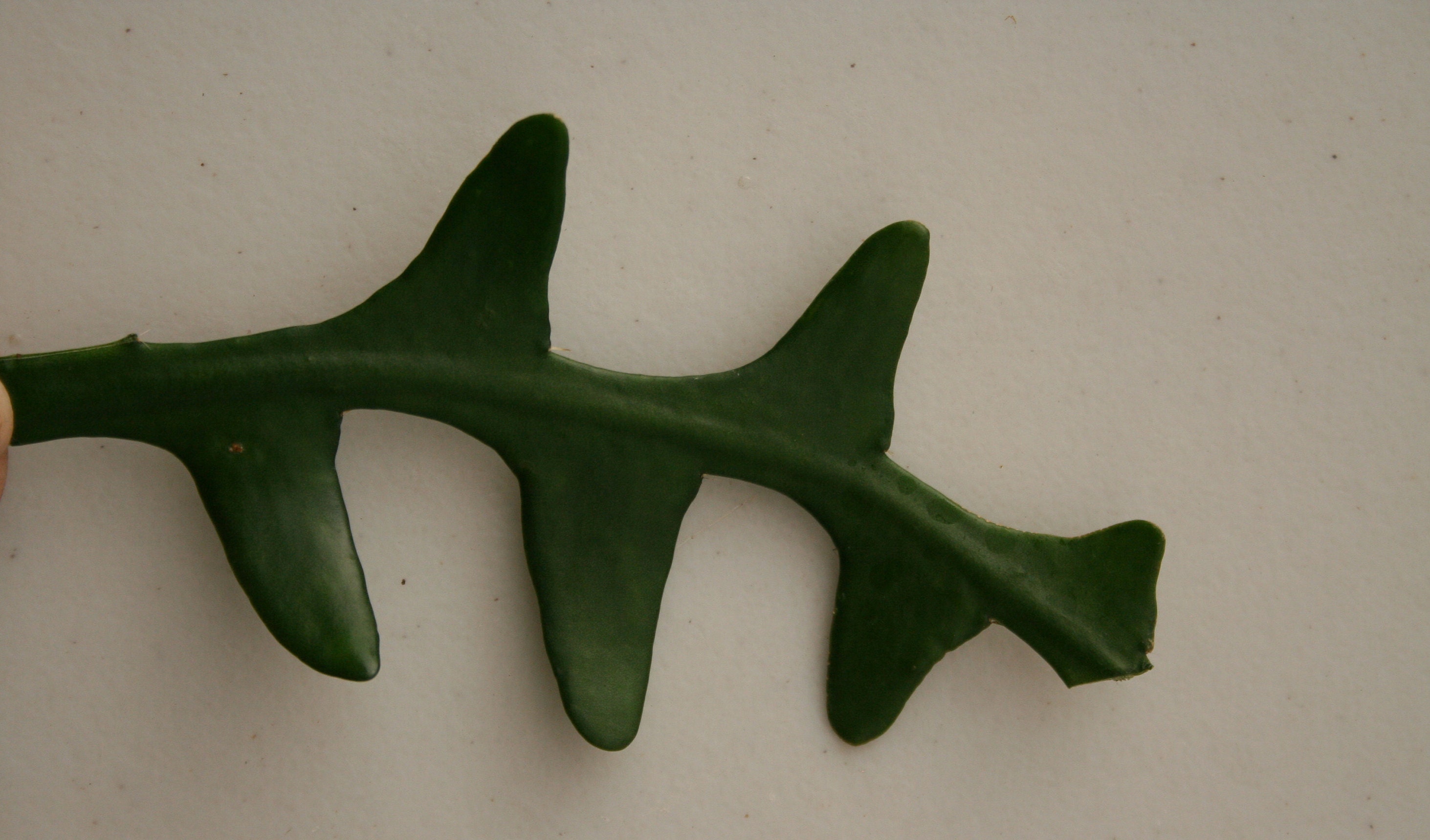 Epiphyllum anguligerric rac plantfishbone plant1 large | Etsy