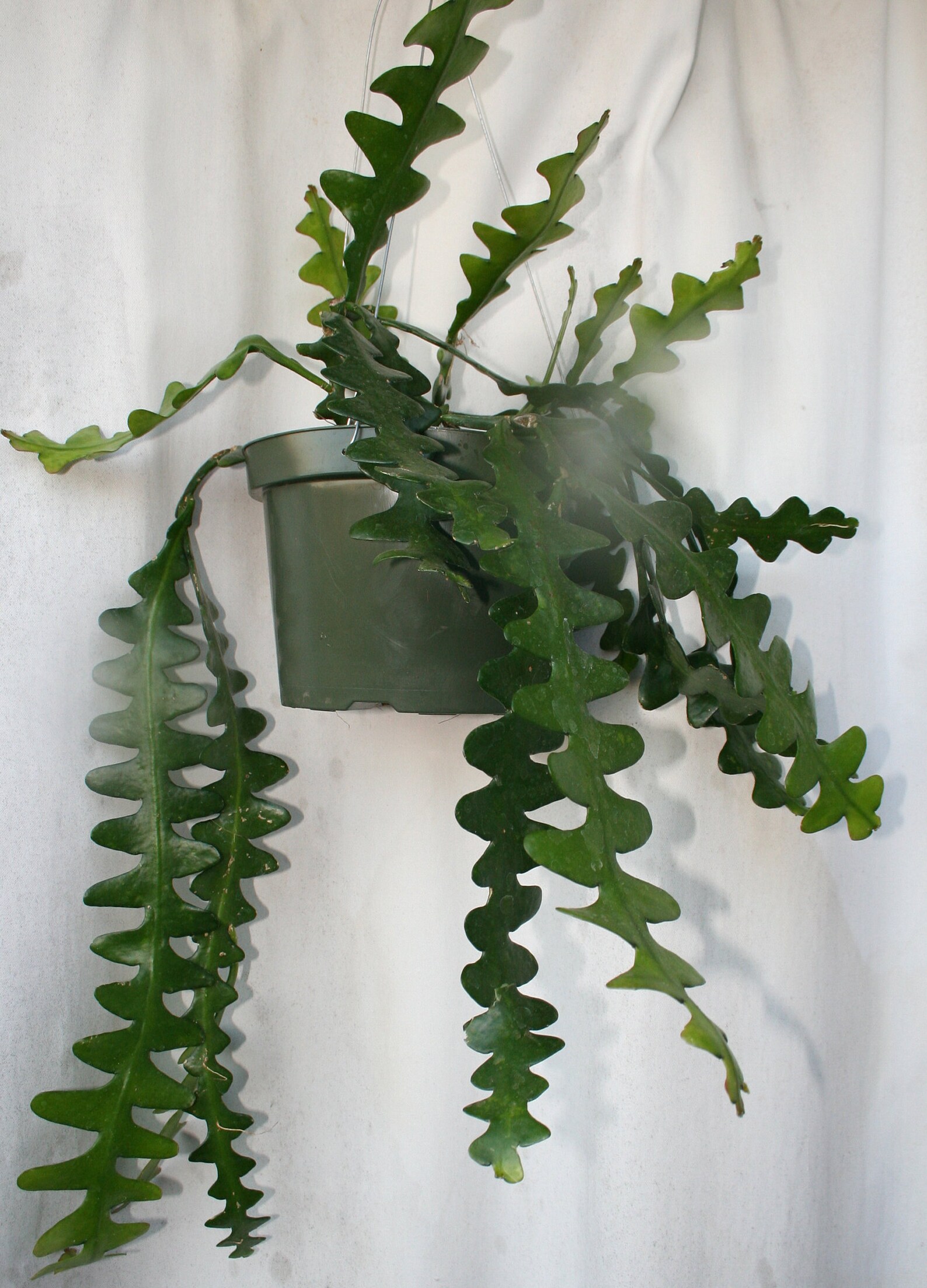 Epiphyllum Anguligerric Rac Plantfishbone Plant1 Large - Etsy