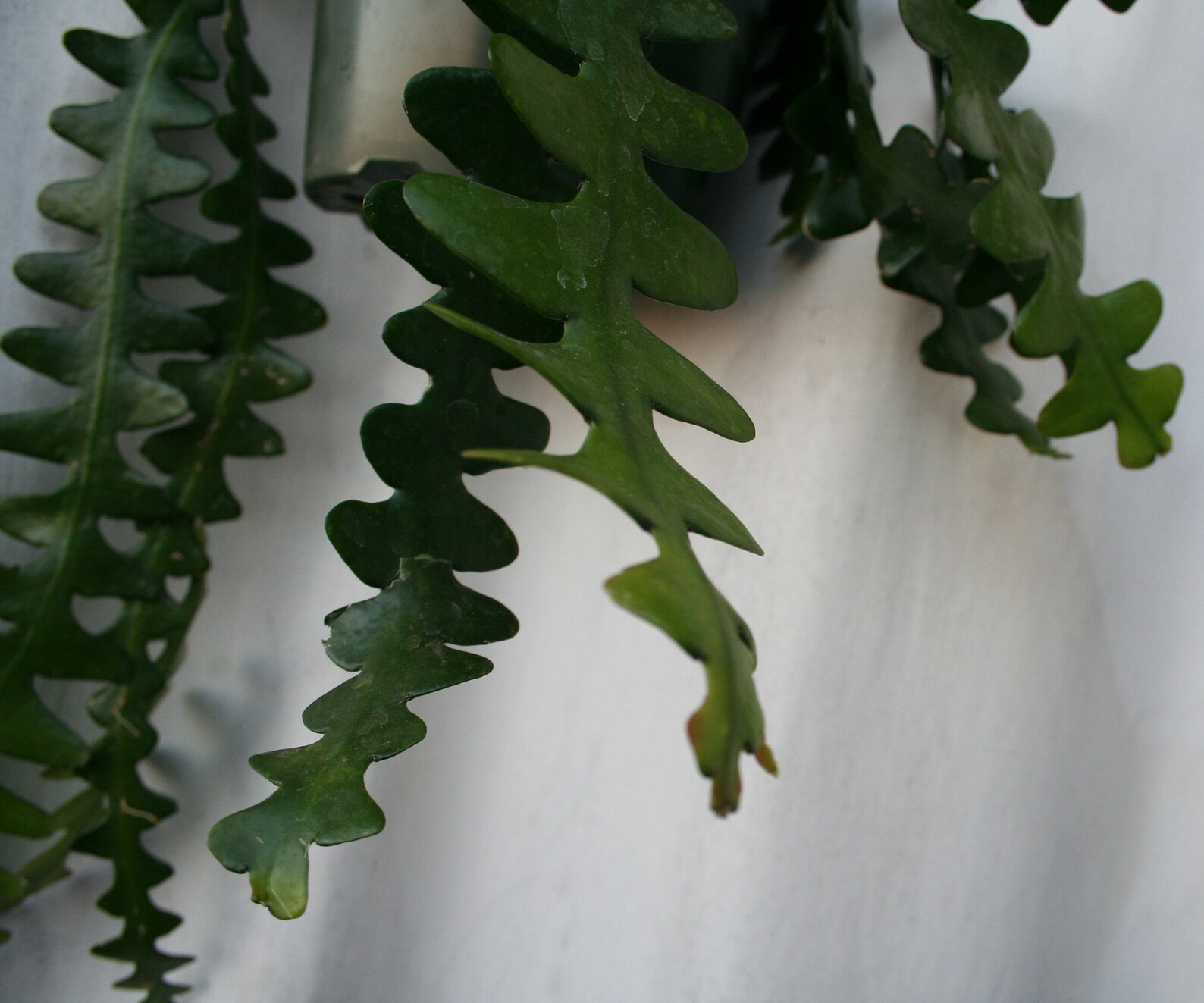 Epiphyllum Anguligerric Rac Plantfishbone Plant1 Large - Etsy