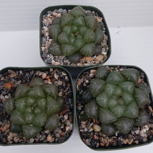 Haworthia Cooperi Var. Truncatagorgeous Windowed Leavesforms Multi ...