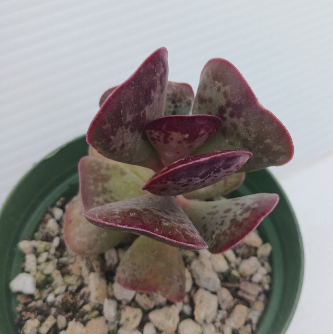 Adromischus Triflorus 'calico Hearts'unique, Spotted Heart-shaped ...