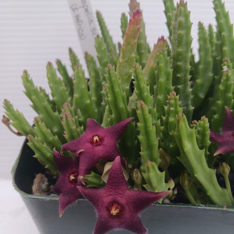 Stapelia - Etsy