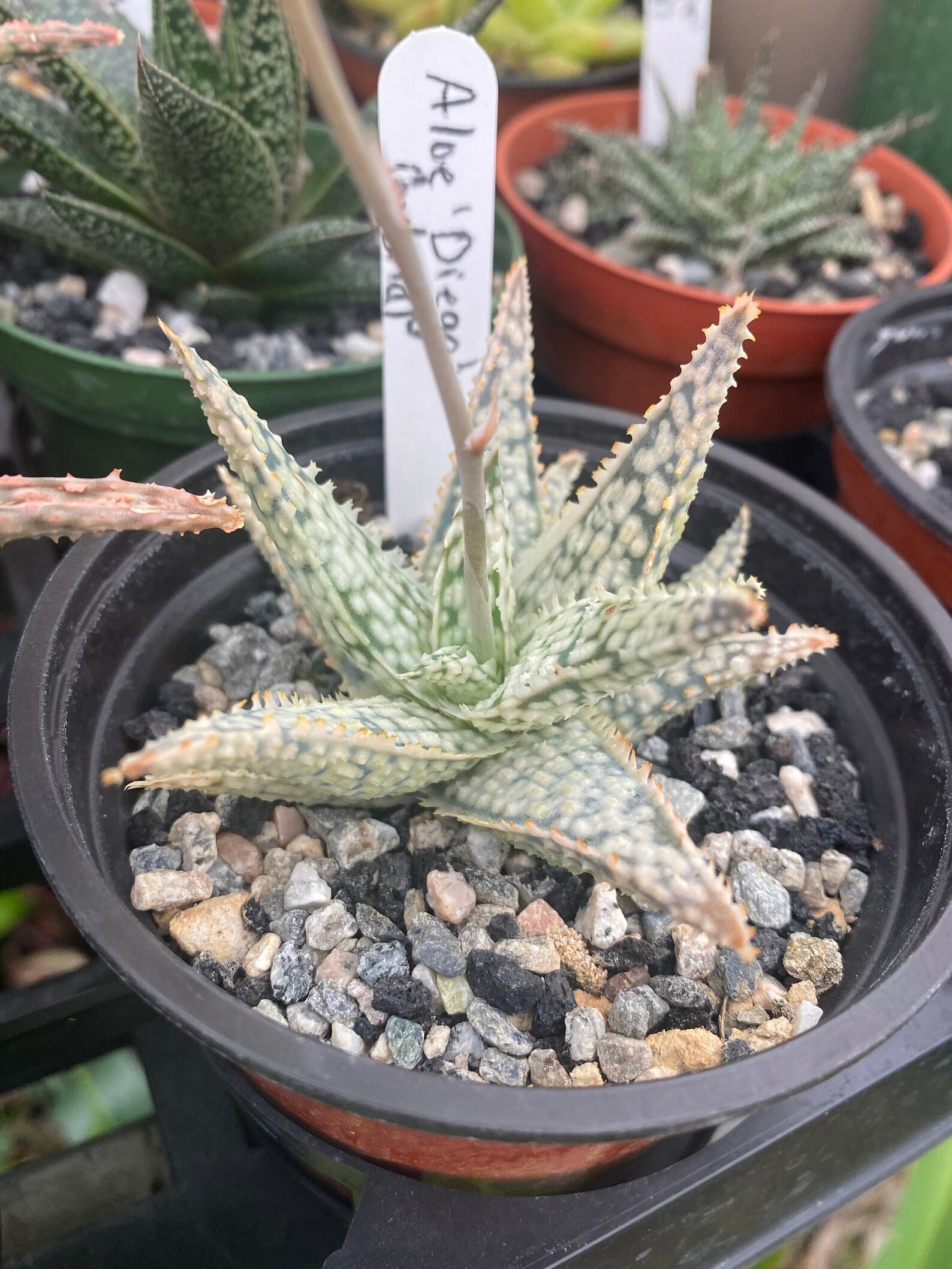 Aloe 'diego' Small Clumping Hybrid Great Color and | Etsy
