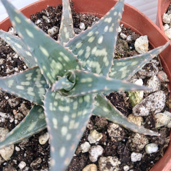Rare Aloe - Etsy