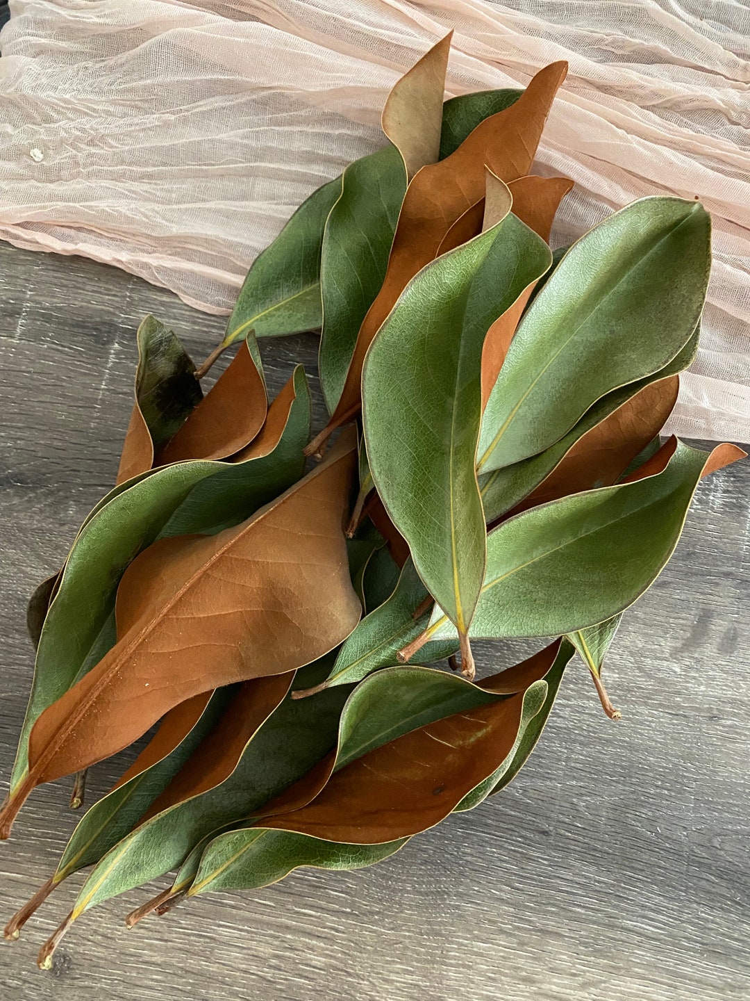 Dried Magnolia Leaves Naturally Dried Pack of 20 Magnolia - Etsy