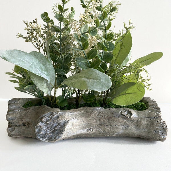 Succulent Cuttings - Etsy