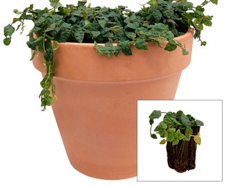 Ficus Pumila Variegata Variegated Creeping Fig starter Plant ALL ...