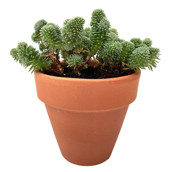 Sedum - Etsy