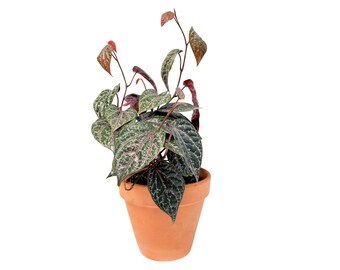 Pink Piper Crocatum Starter Plant ALL Starter PLANTS Require - Etsy