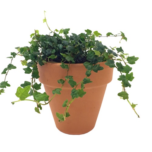 Ficus Pumila 'quercifolia' Mini Oakleaf Creeping Fig | Etsy