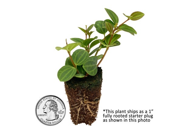 Plants Peperomia quadrangularis/ Peperomia angulata Beetle/ Peperomia ...