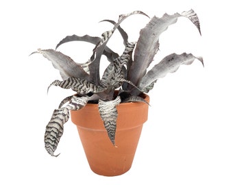 Cryptanthus Absolute Zero - Etsy