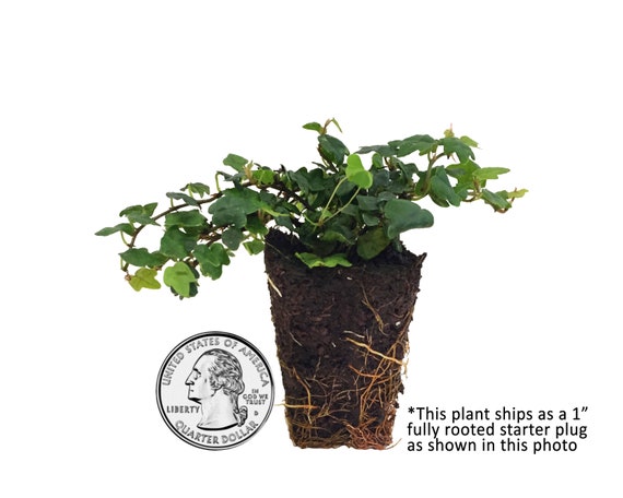 Ficus Pumila, Quercifolia Minima, Tiny Oak Leaf Creeping, 55% OFF