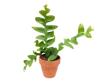 Selenicereus Chrysocardium Fern Leaf Cactus Orchid Cactus - Etsy