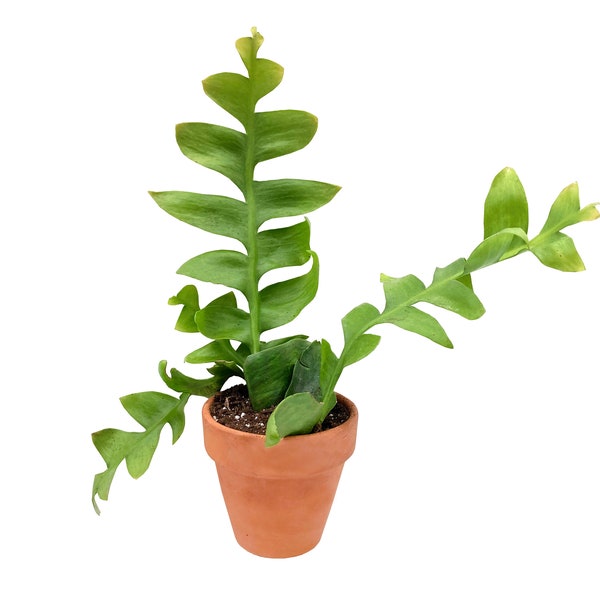 Fern Leaf Cactus - Etsy