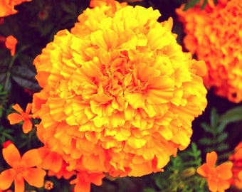 Inca Marigold Seeds - Etsy