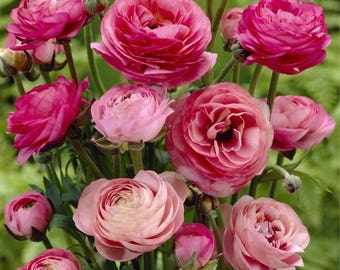 Pink Ranunculus | Etsy