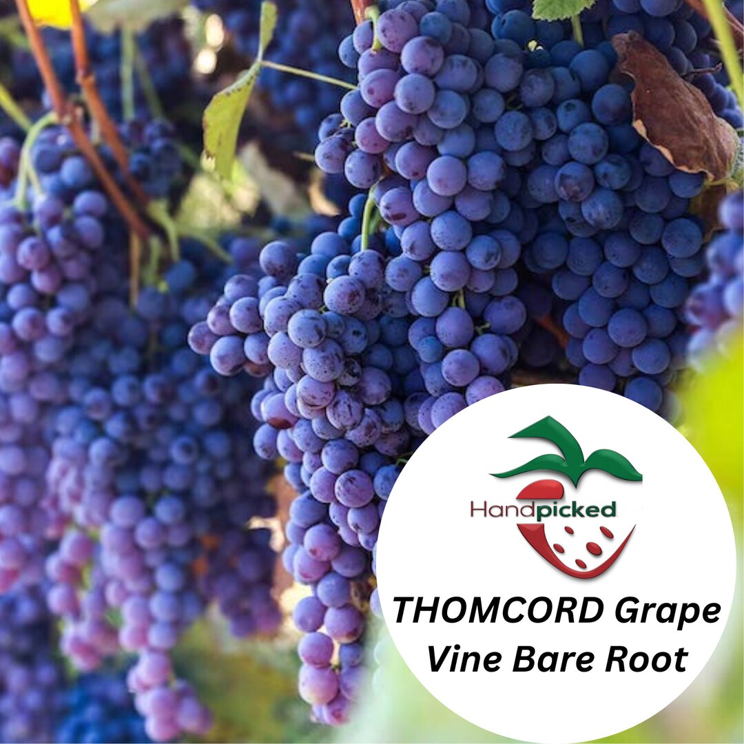 THOMCORD Seedless Grape Vine 1 Bare Root Live Plant PREORDER Ship in ...