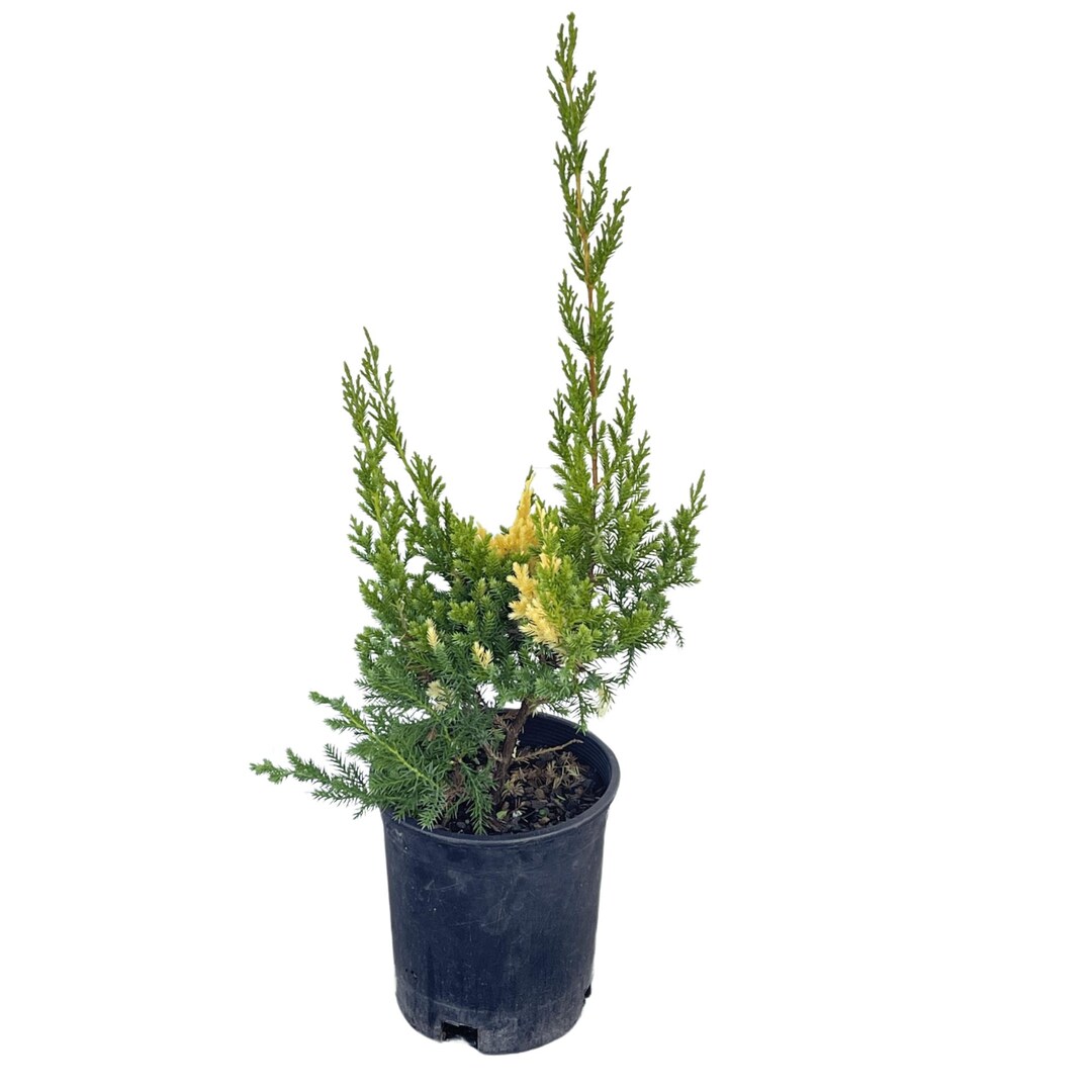 Variegated Hollywood Juniper Tree - Juniperus Chinensis 'kaizuka ...