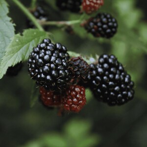 1 Blackberry Plant, Prime Ark Blackberry Plugs - Primocane Fruiting ...
