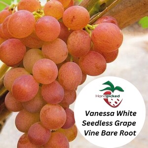 Vanessa Grape Vine – 1 Bare Root Live Plant – Sweet Red Seedless Table ...