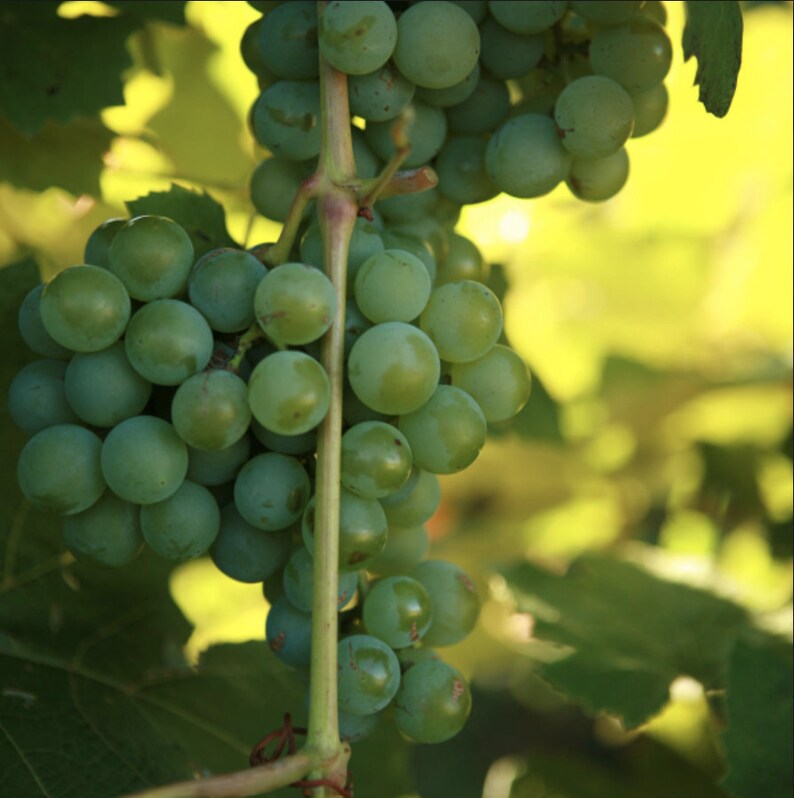 Grape Vine Collection — Concord, Catawba, and Niagara (1 Each) — Bare ...
