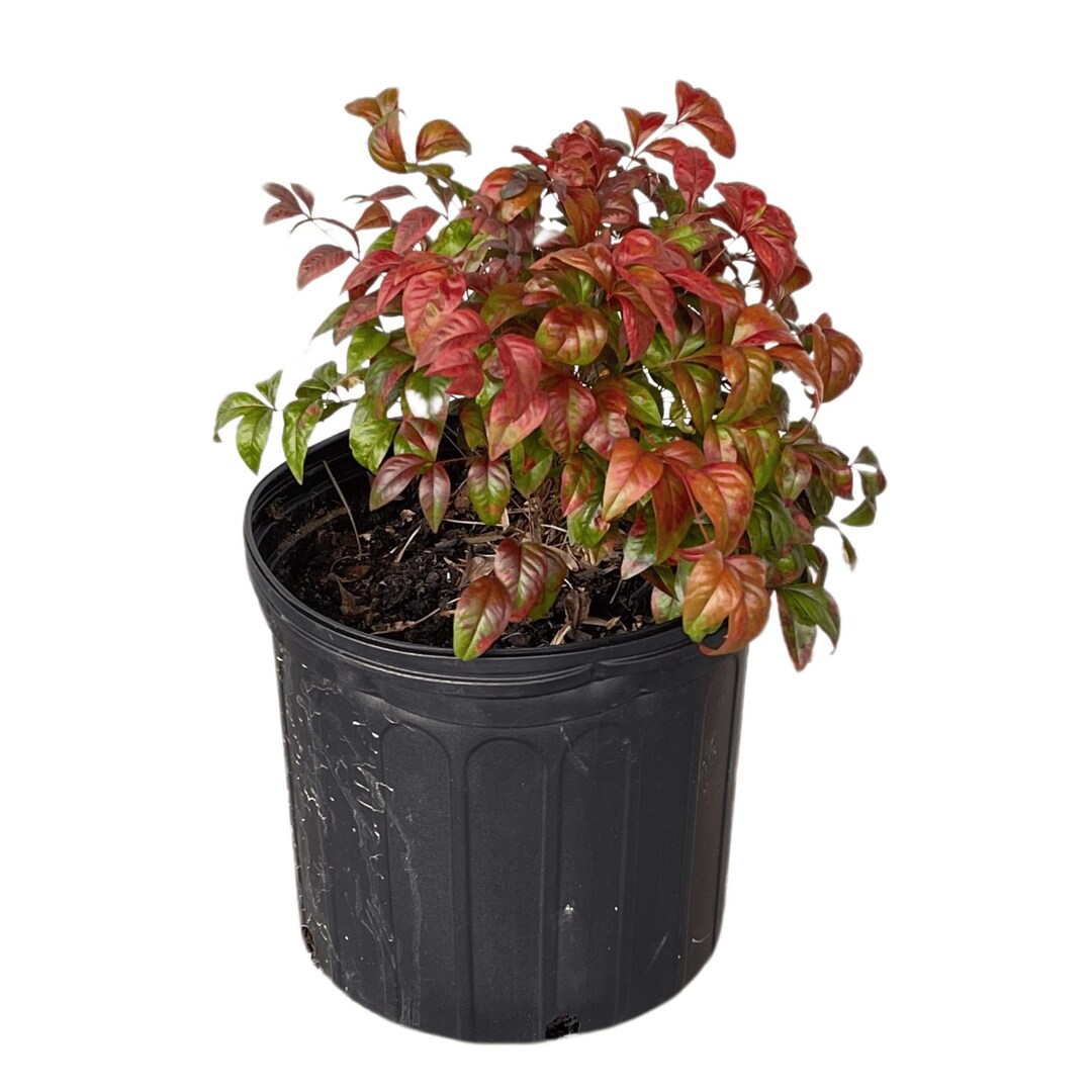 Firepower Nandina 3-gallon Pot Size up to 18 Tall Green, Red Color ...