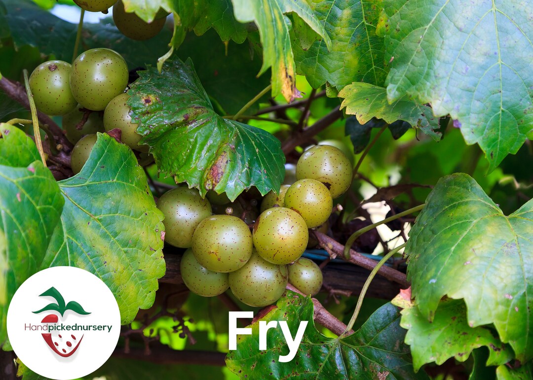2 Fry Muscadine Grape Vine - 2 Bare Roots Live Plants - 2 Year Old Bare ...