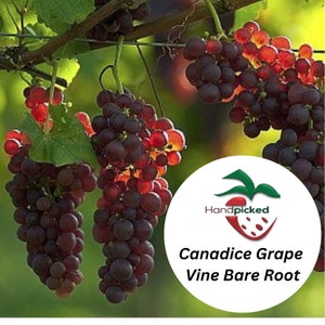 2 CANDICE Seedless Grape Vine - 2 Bare Root Live Plants - Buy 4 Get 1 ...