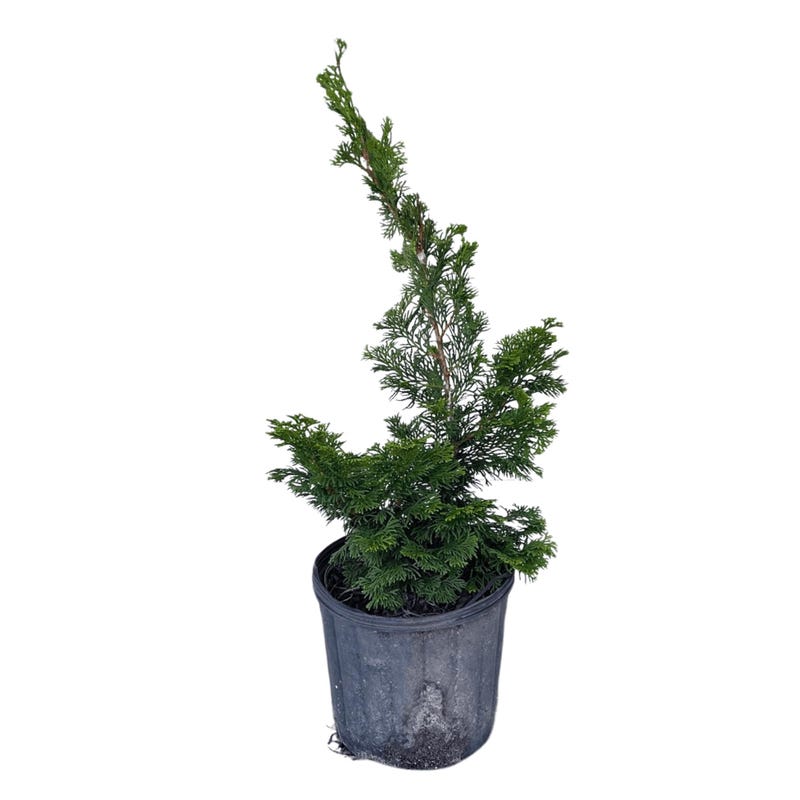 Dwarf Cypress - Etsy