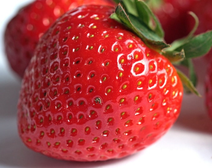 12 Strawberry Plants Jewel-superb Quality and Flavor(bundle of 12 Bare ...