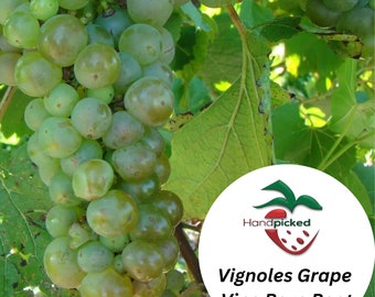 NIAGARA Grape Vine 1 Bare Root Live Plant - Etsy