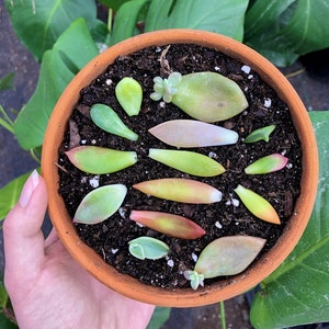 25 Succulent Leaves for Propagating -assorted Varieties-colorful Indoor ...