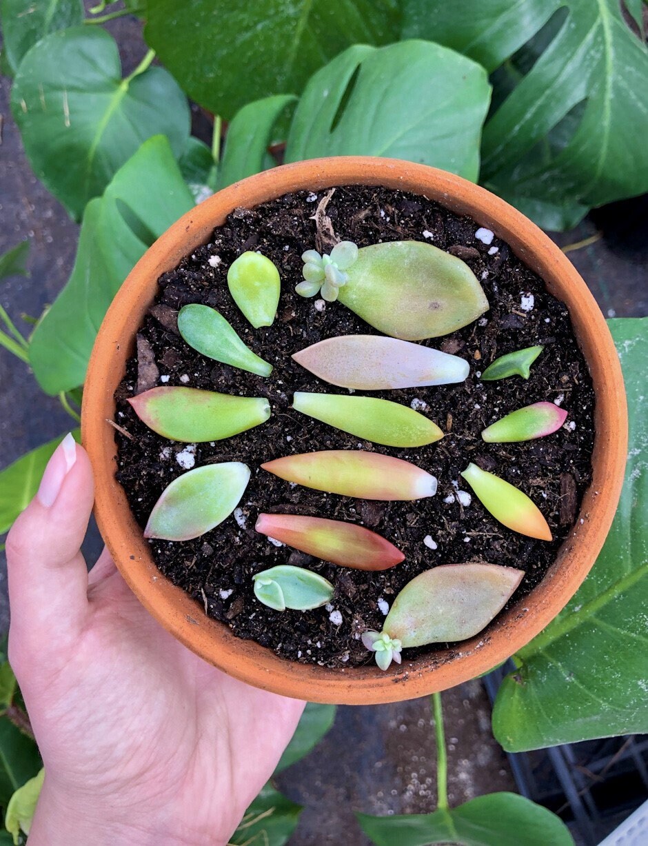25 Succulent Leaves for Propagating -assorted Varieties-colorful Indoor ...