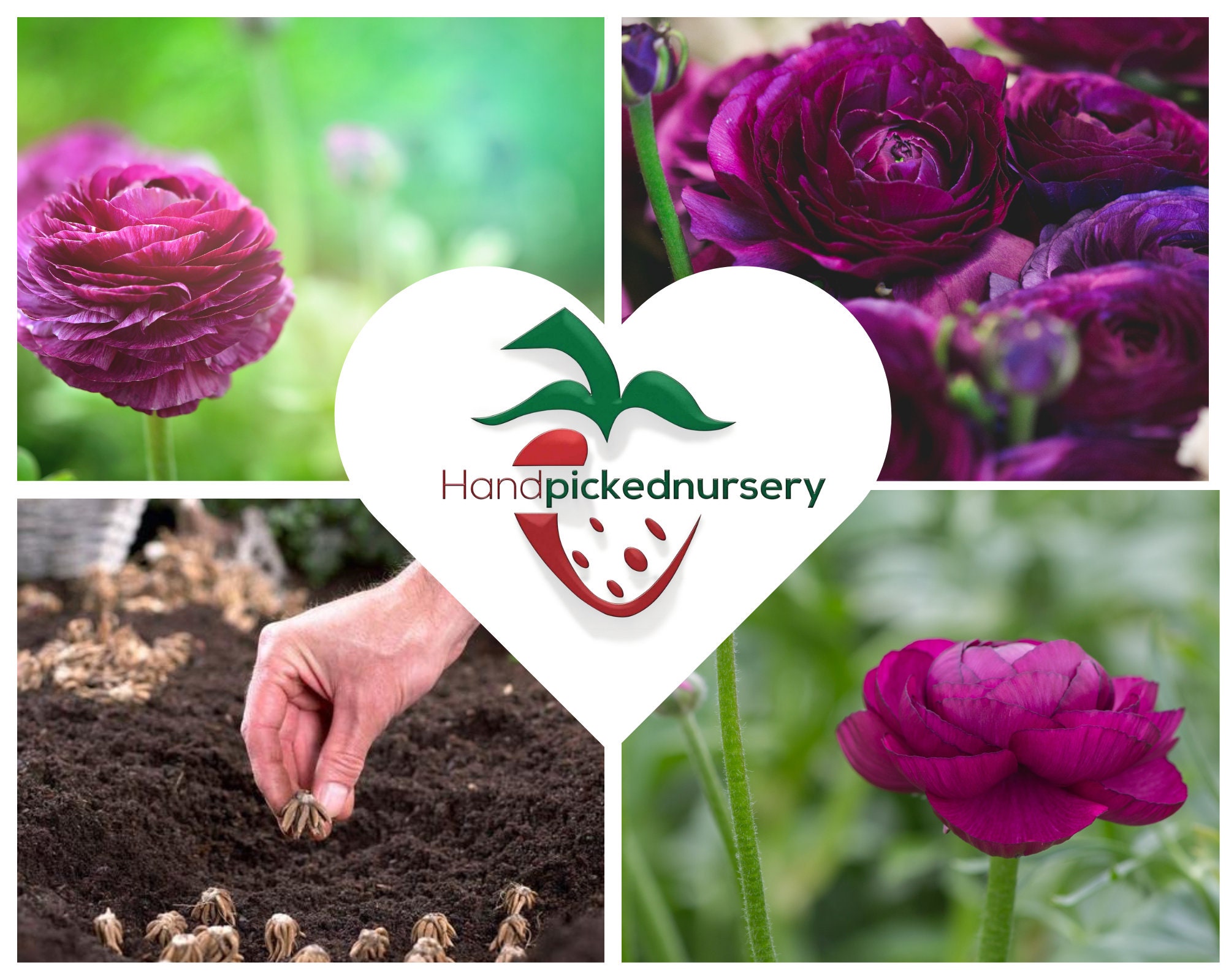 Purple Ranunculus Bulbs