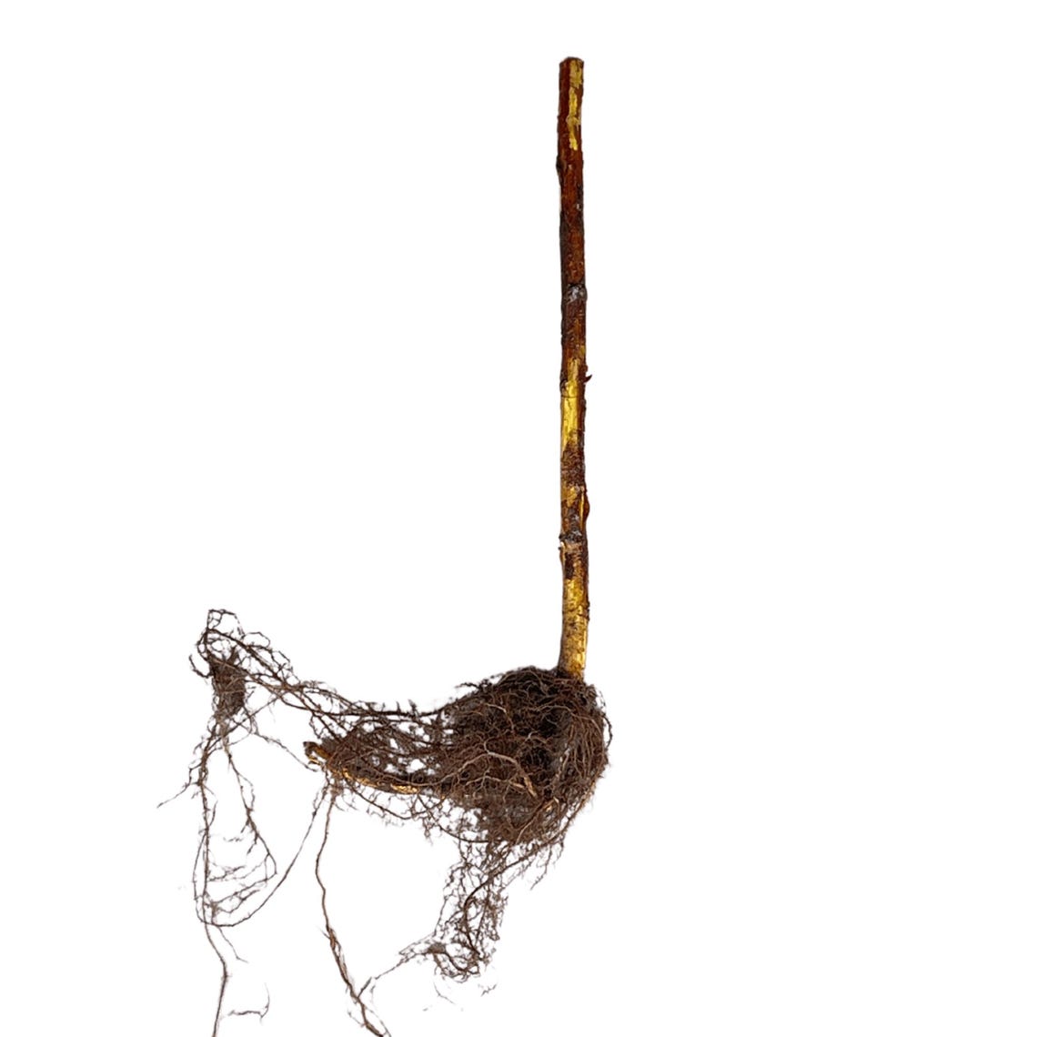 5 Heritage Red Raspberry Plant - NON GMO Bare Root Cane, 1-year-old ...