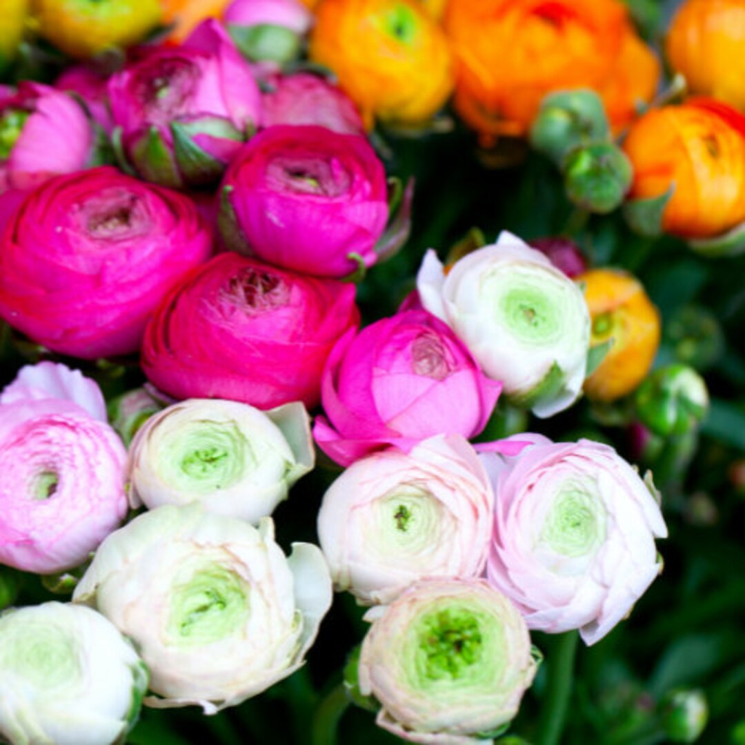 25 Ranunculus Mixed Shade Bulbs Buy 4 Sets Get 1 Set Free - Etsy