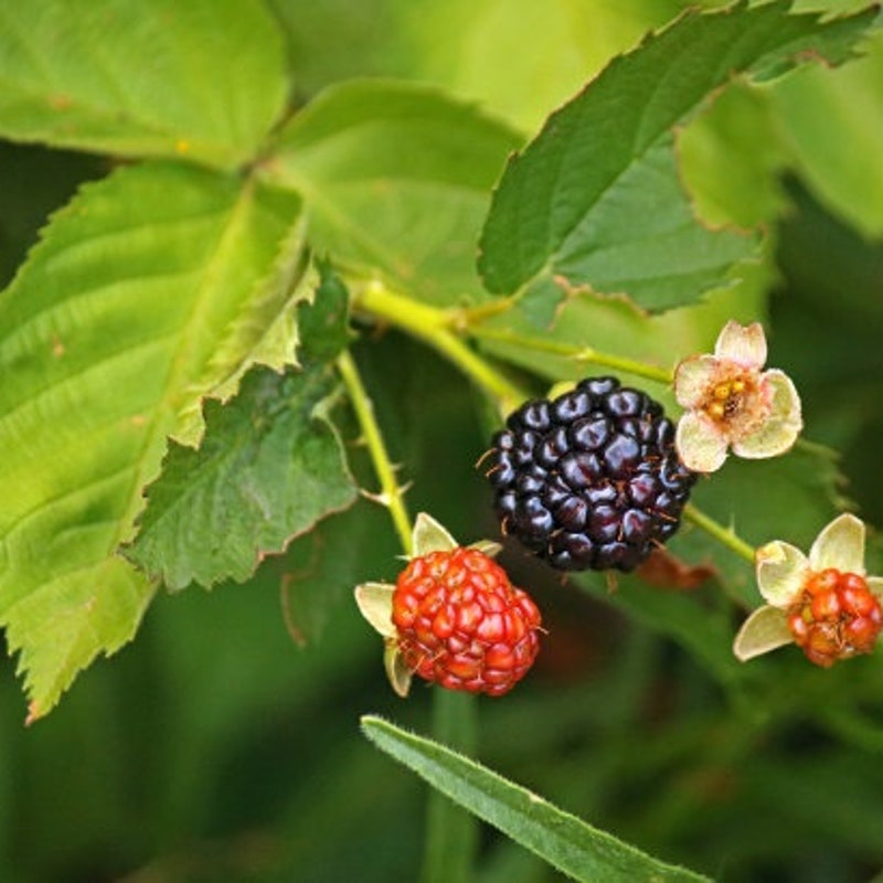 Thornless Blackberry Seeds - Etsy