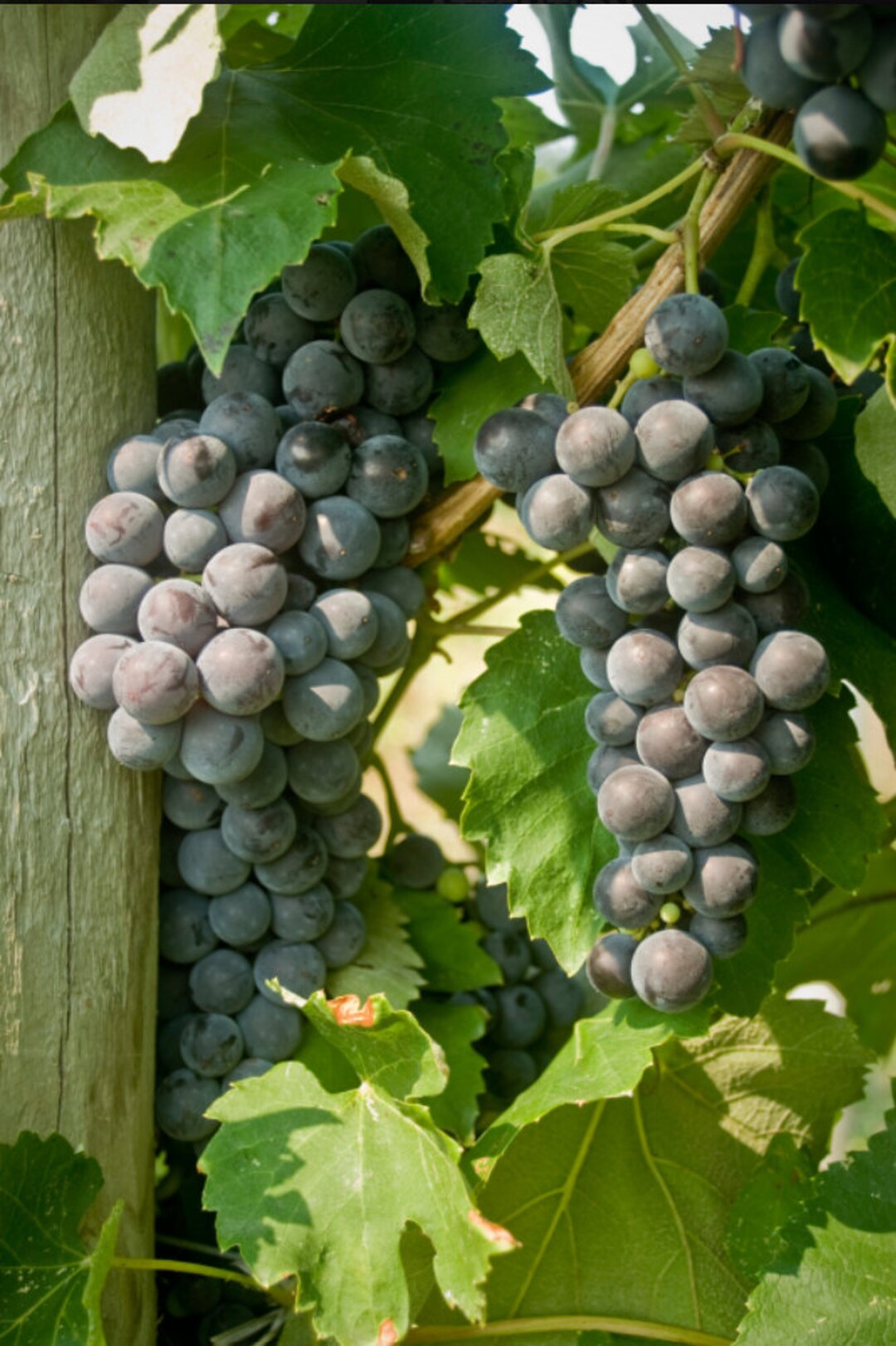 Everest Grape Vine – 1 Bare Root Live Plant – Sweet Deep Purple Wine ...