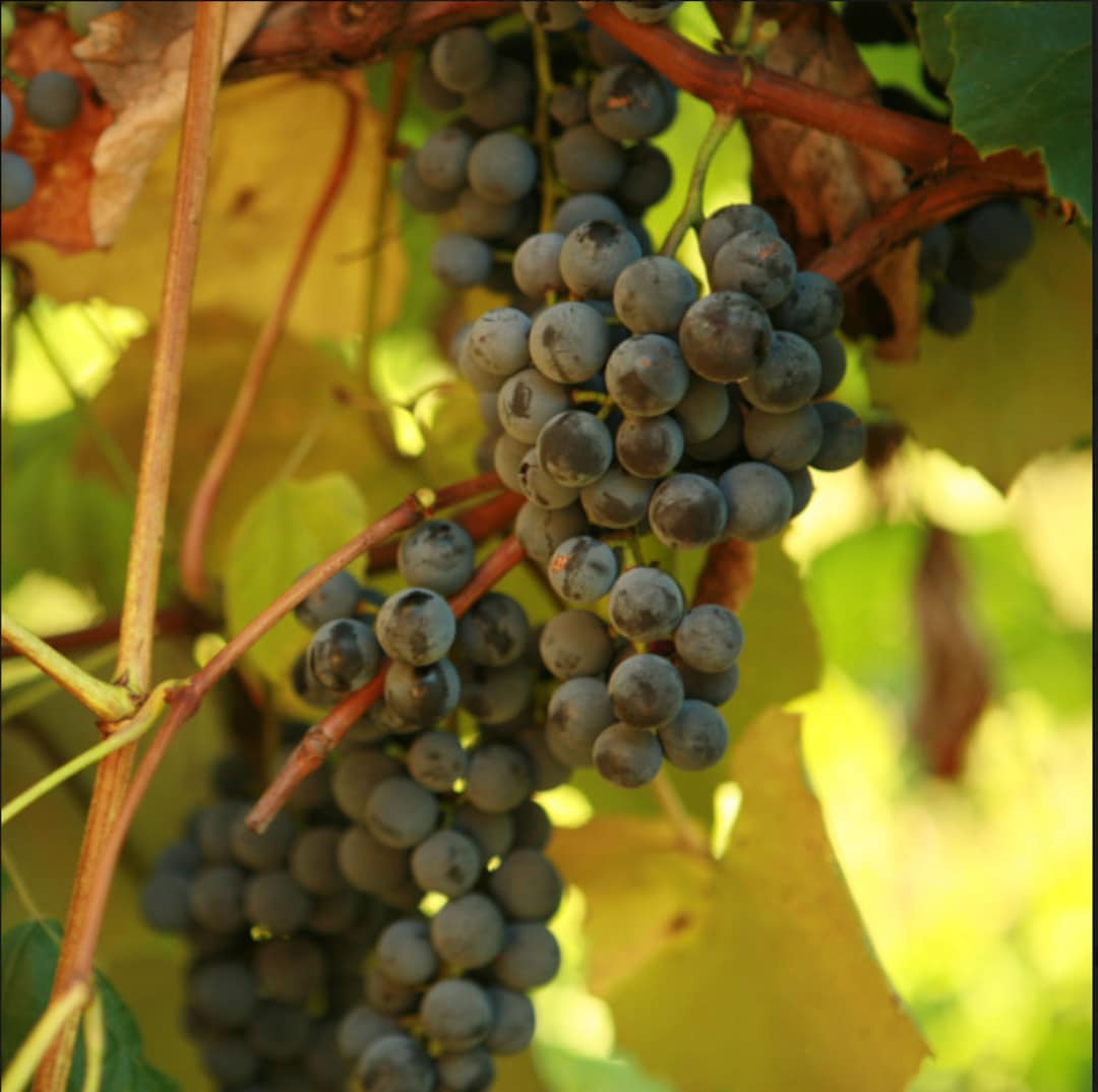 CONCORD Seedless Grape Vine - 1 Bare Root Live Plant - PREORDER April ...