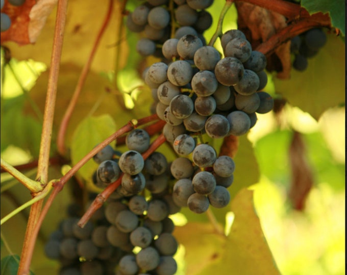 Steuben Grape, Live Potted Seedless Grape Plant, 2 Year Old. - Etsy